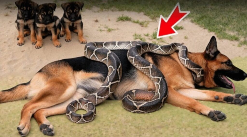 Un gigantesque python s’en est pris à la mère du chien — mais vous n ...